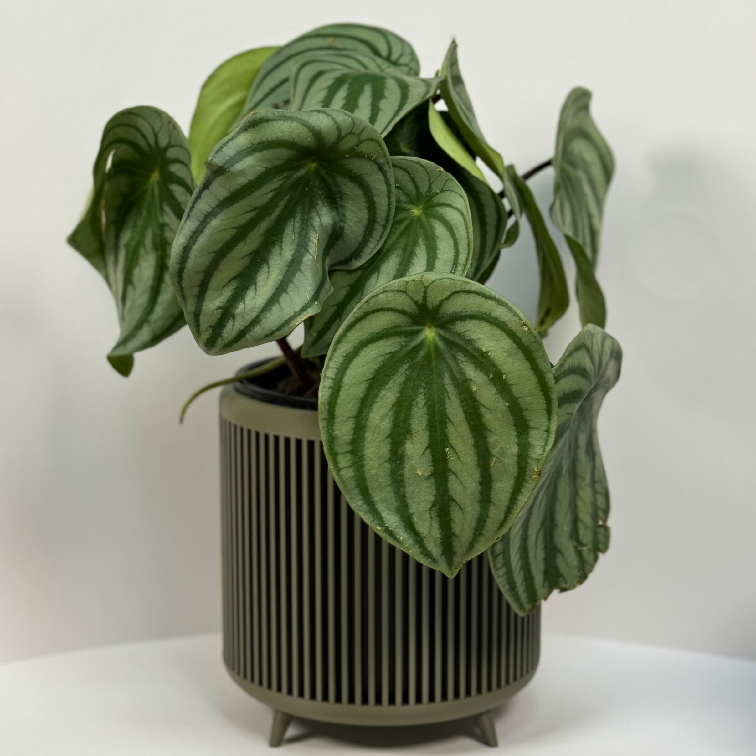 Georgie Planter | Epic Design Studio